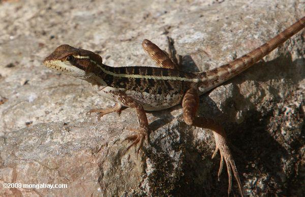 Brown Basilisk - Ninja Chạy Trên Nước » Pop Pet Shop