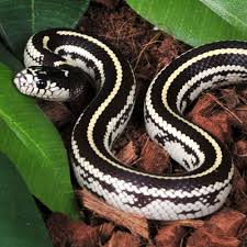 Rắn Vua - KingSnake » Pop Pet Shop