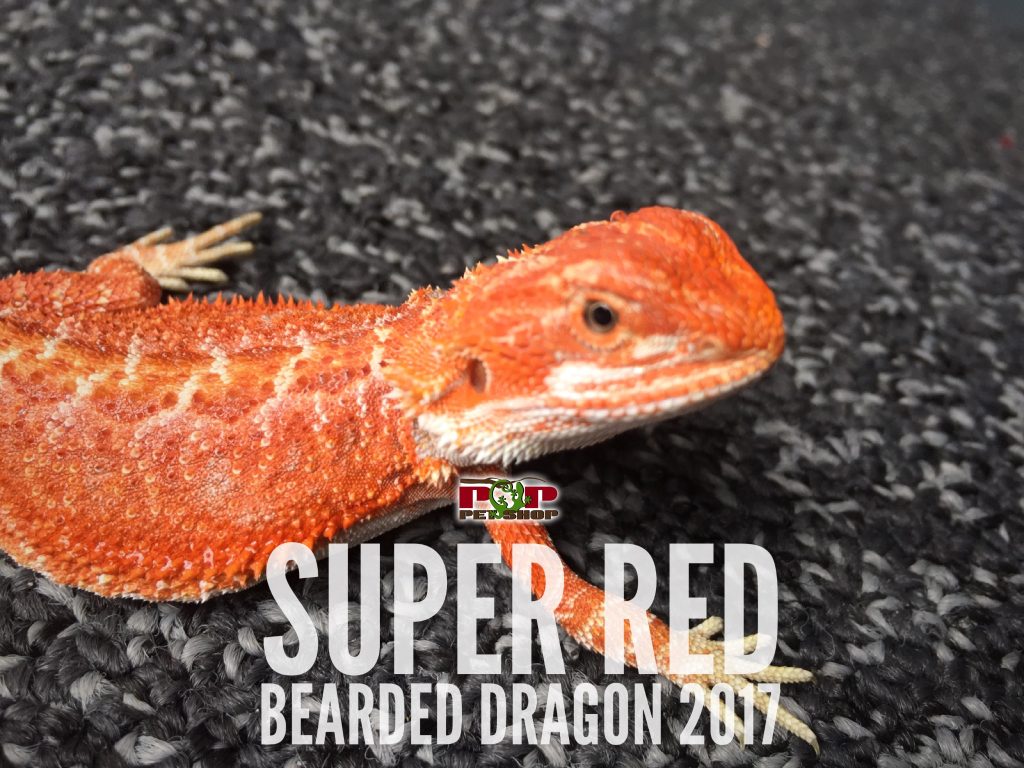 Rồng Úc Super Red Bearded Dragon » Pop Pet Shop