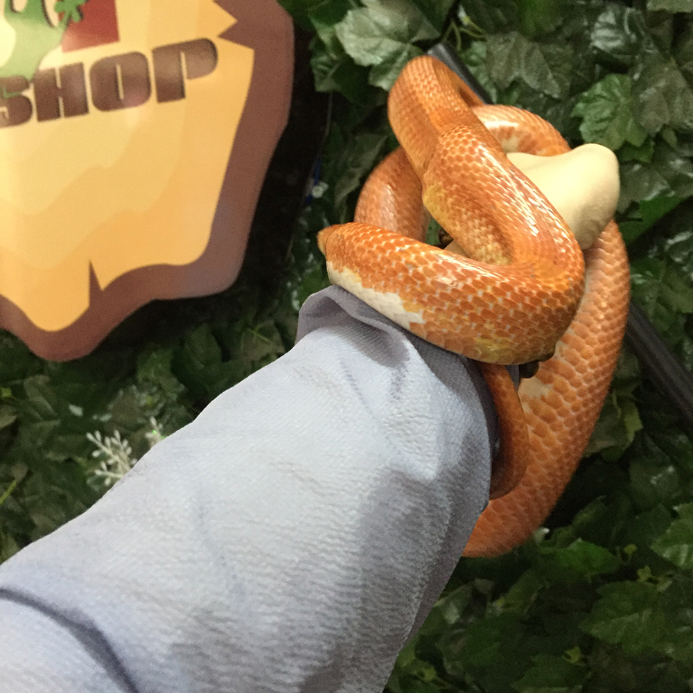 Rắn Ngô - Corn Snake Nuôi Như Thế Nào?