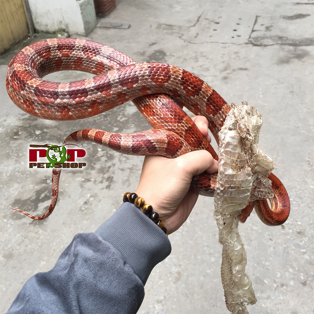 Rắn Ngô - Corn Snake Nuôi Như Thế Nào?