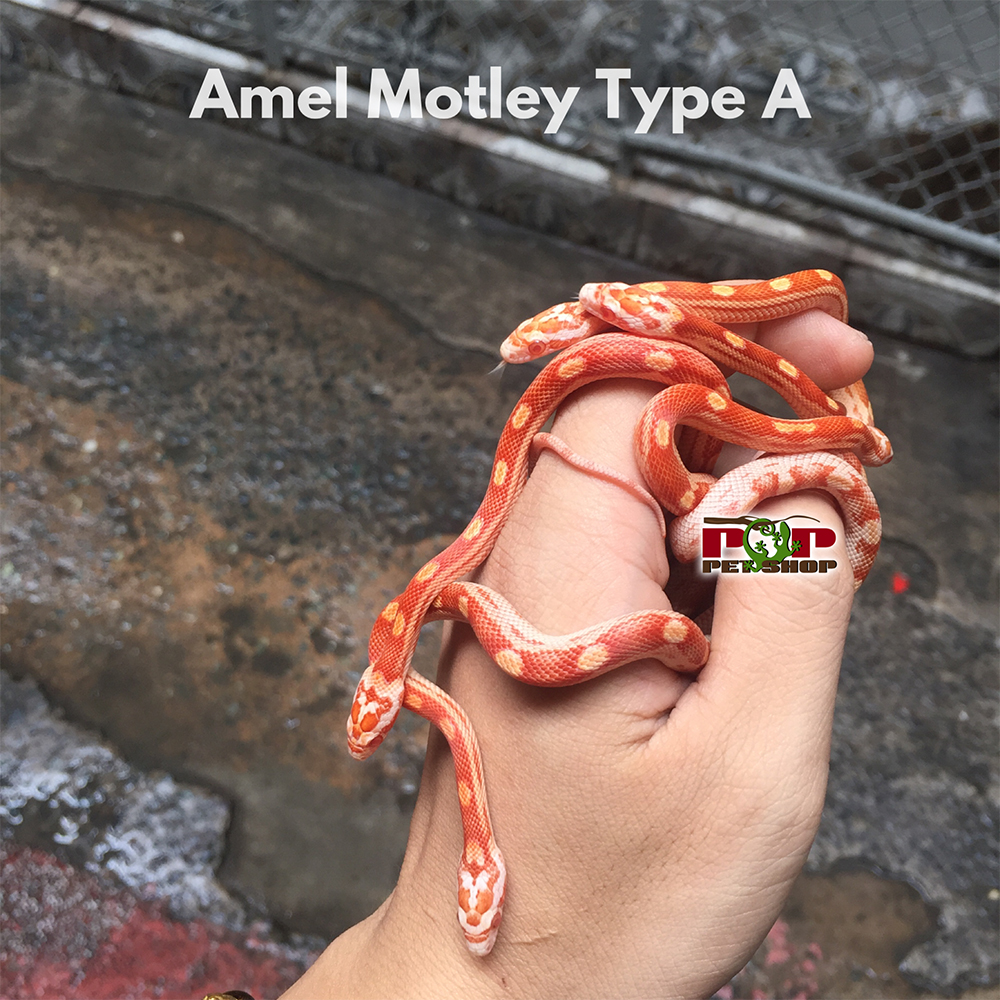 Phân Biệt Rắn Ngô Corn Snake theo các morph tính trạng