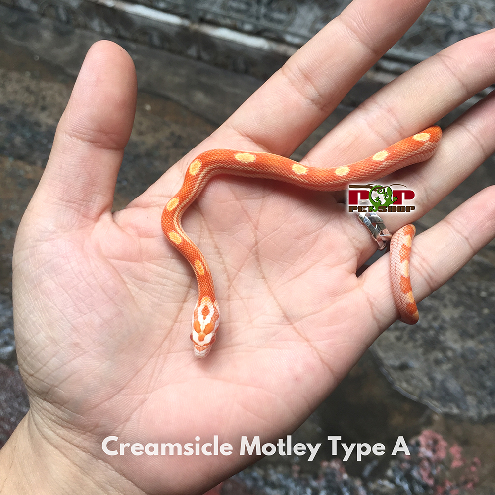 Phân Biệt Rắn Ngô Corn Snake theo các morph tính trạng