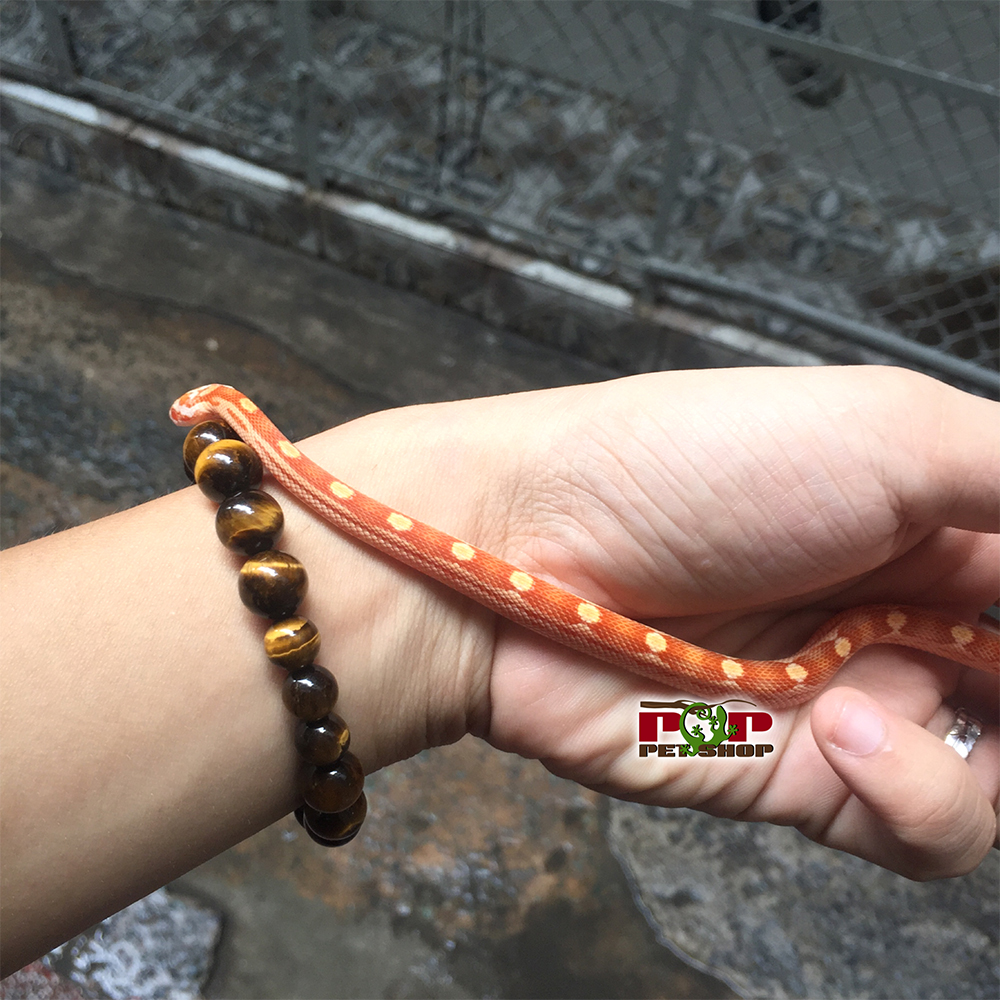 Phân Biệt Rắn Ngô Corn Snake theo các morph tính trạng