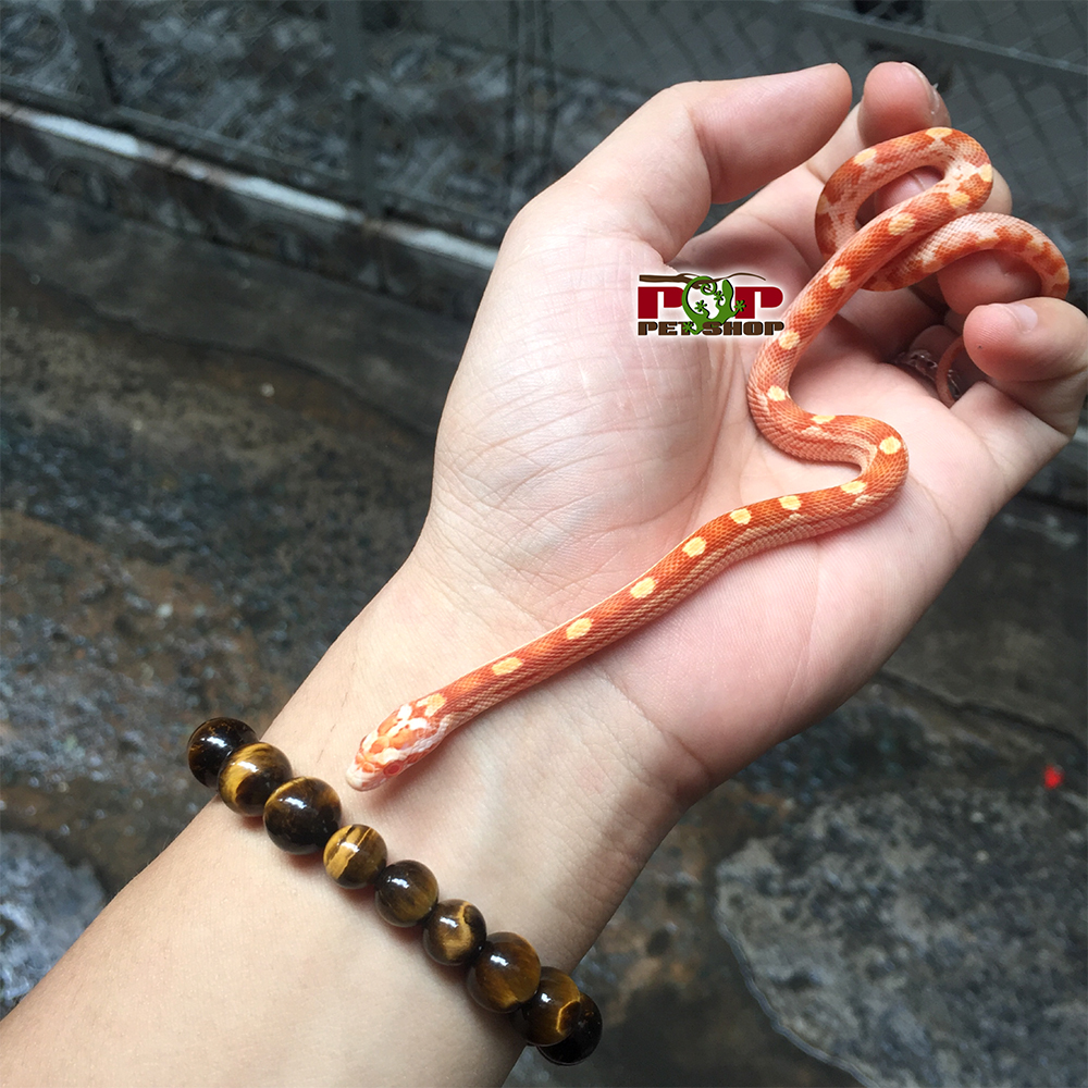 Phân Biệt Rắn Ngô Corn Snake theo các morph tính trạng