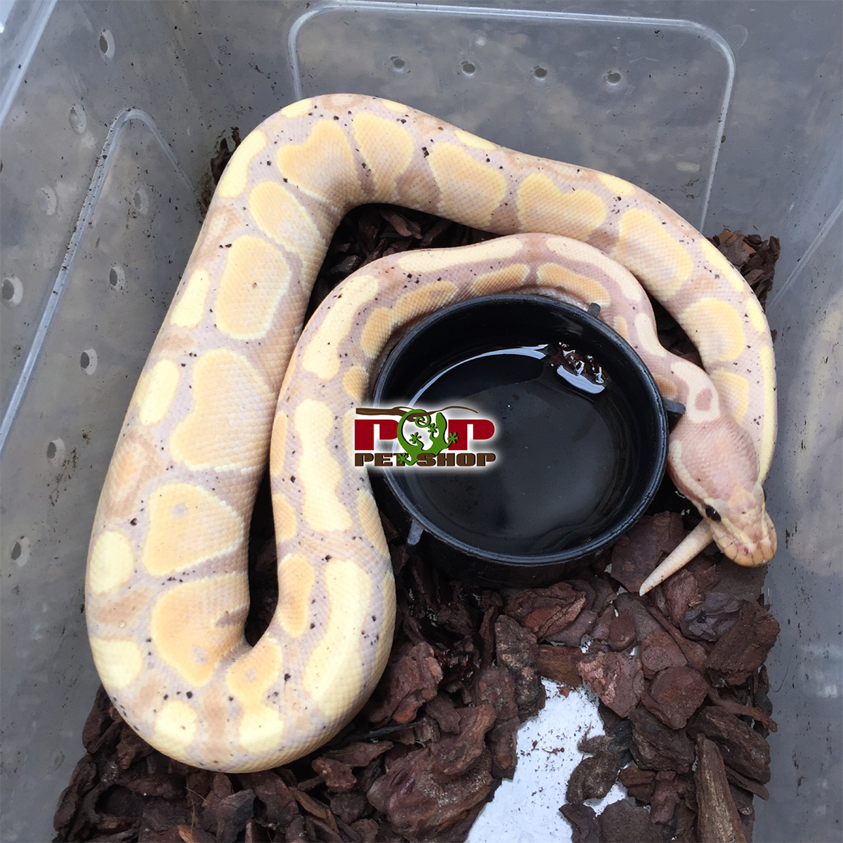 Trăn bóng Banana Chuối Tiêu Ball Python » Pop Pet Shop