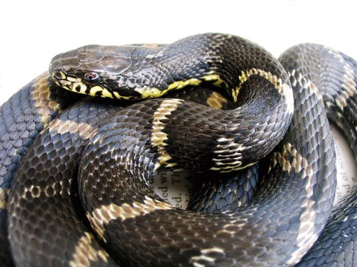 20 Dòng Rắn Chuột - Rat Snake Phổ Biến Nhất » Pop Pet Shop