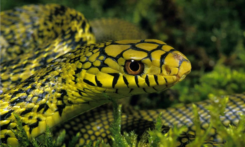 20 Dòng Rắn Chuột - Rat Snake Phổ Biến Nhất » Pop Pet Shop